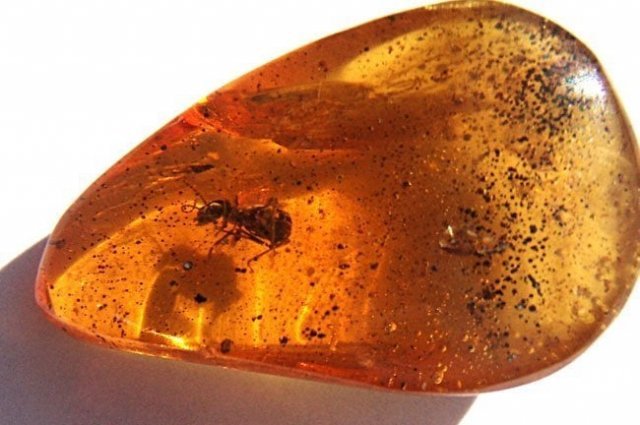 Ámbar, Piedra de Resina | Talismán